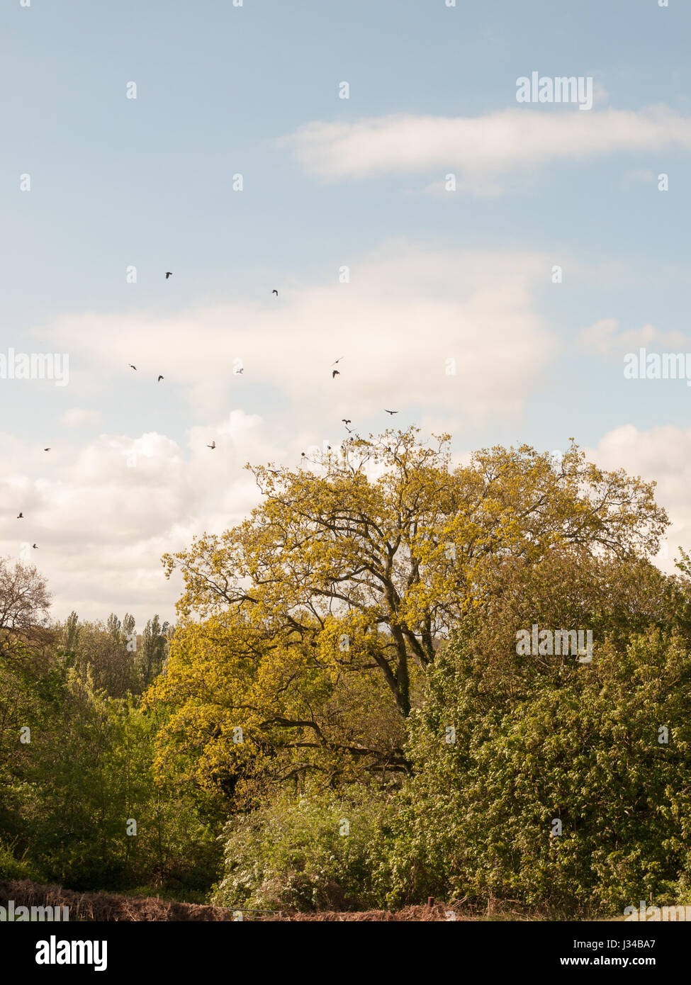 a rookery with crows outside flying and nests in trees on a sunny day ...