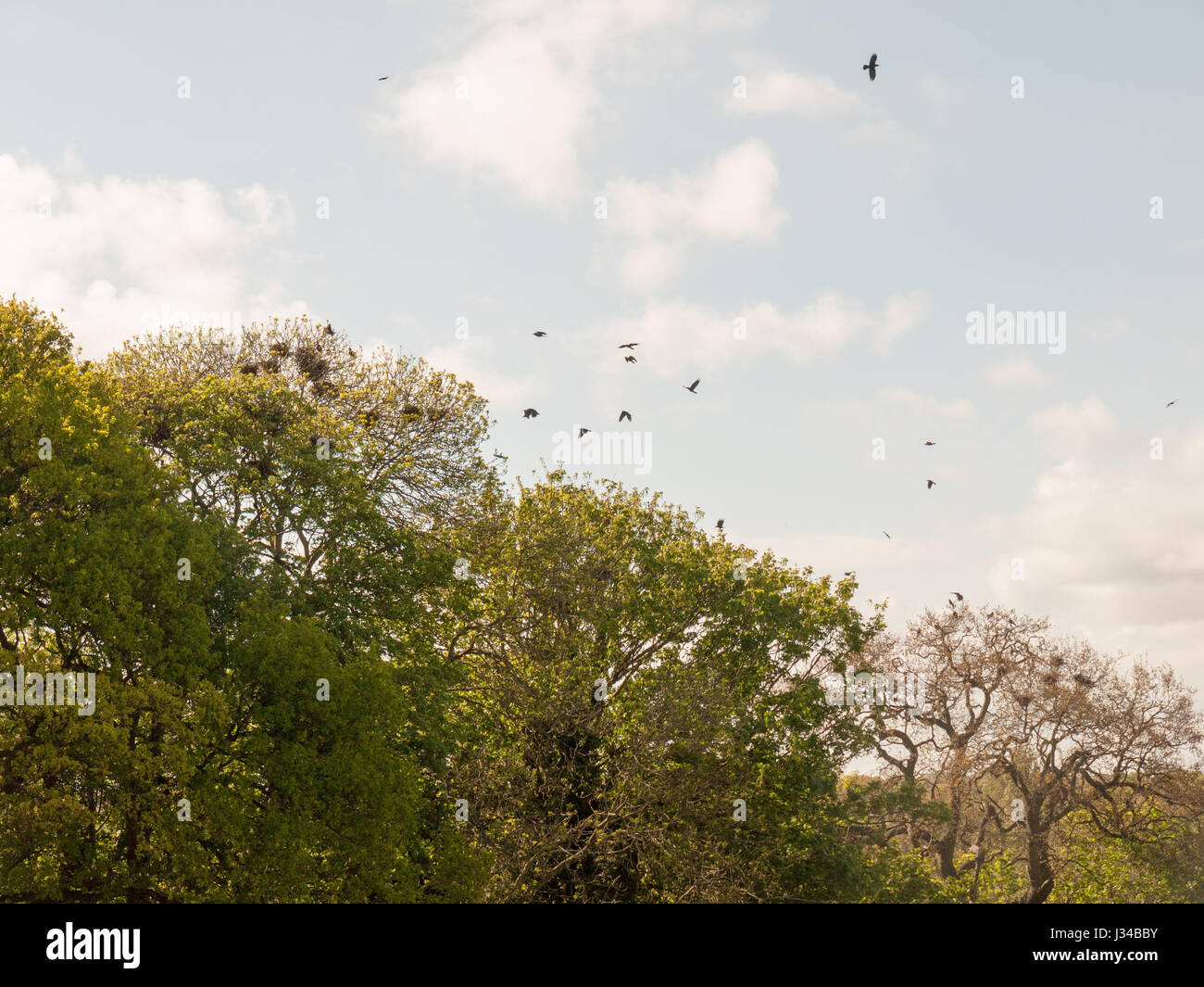 skyline shot of trees with crow nests and crows flying rookery Stock ...
