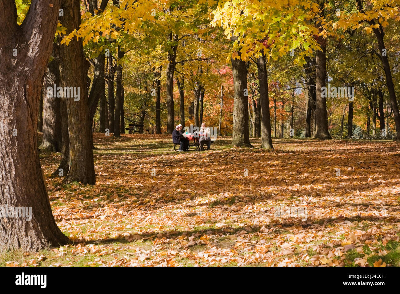 Frederick law olmsted mont royal hi-res stock photography and images ...