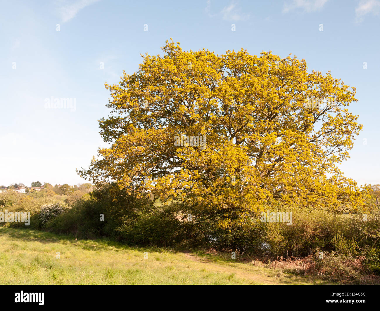 a beautiful tree outside in the country in sunlight Stock Photo - Alamy