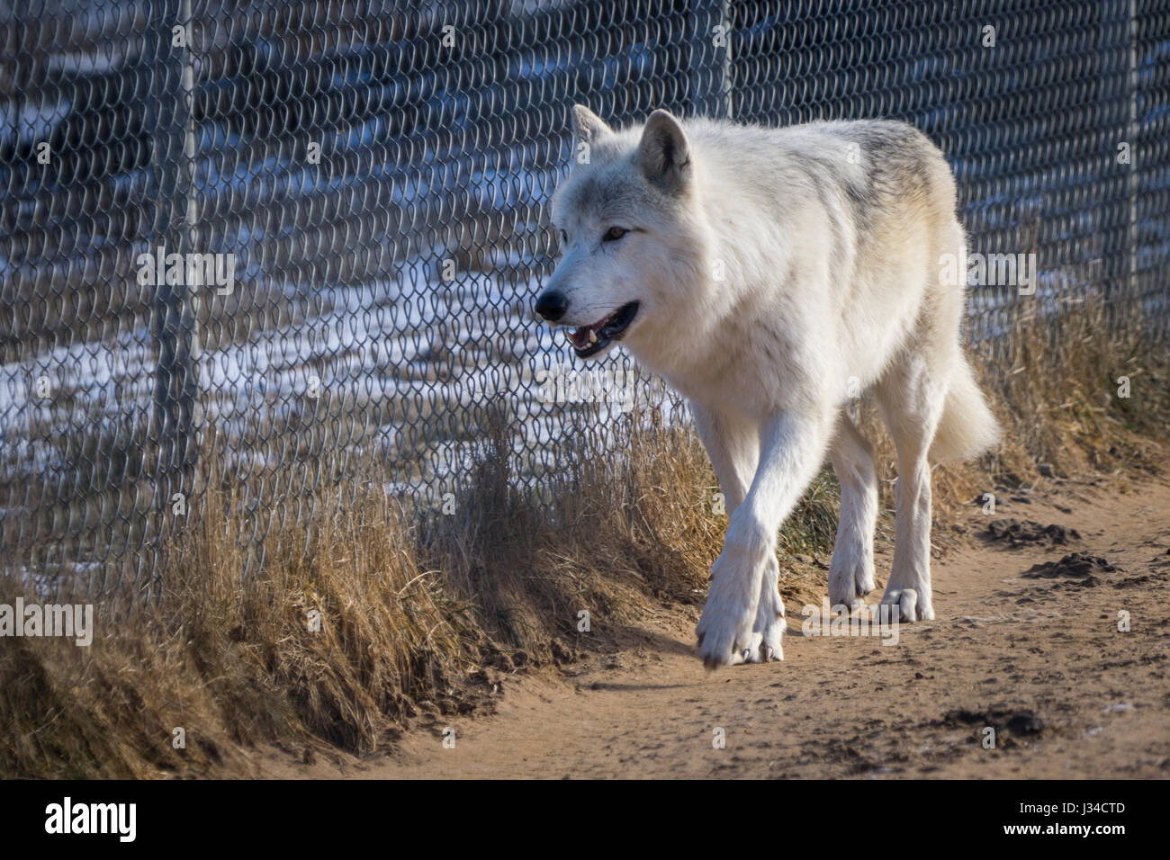 Zoo wolf fence hi-res stock photography and images - Alamy