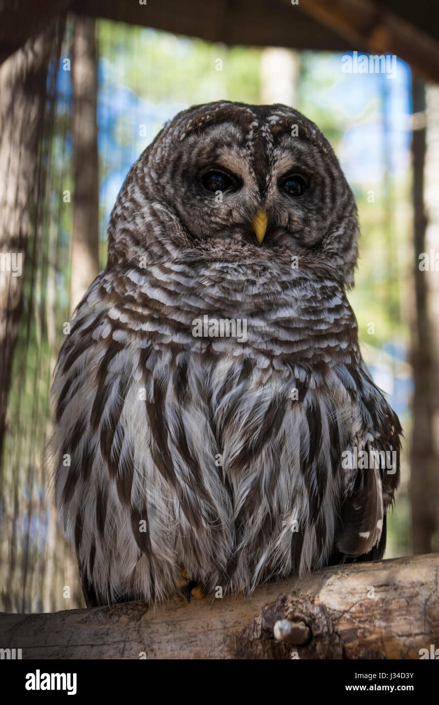 An owl in a cage Stock Photo - Alamy
