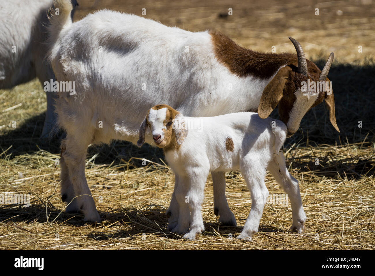 Baby Goat Mother High Resolution Stock Photography and Images - Alamy