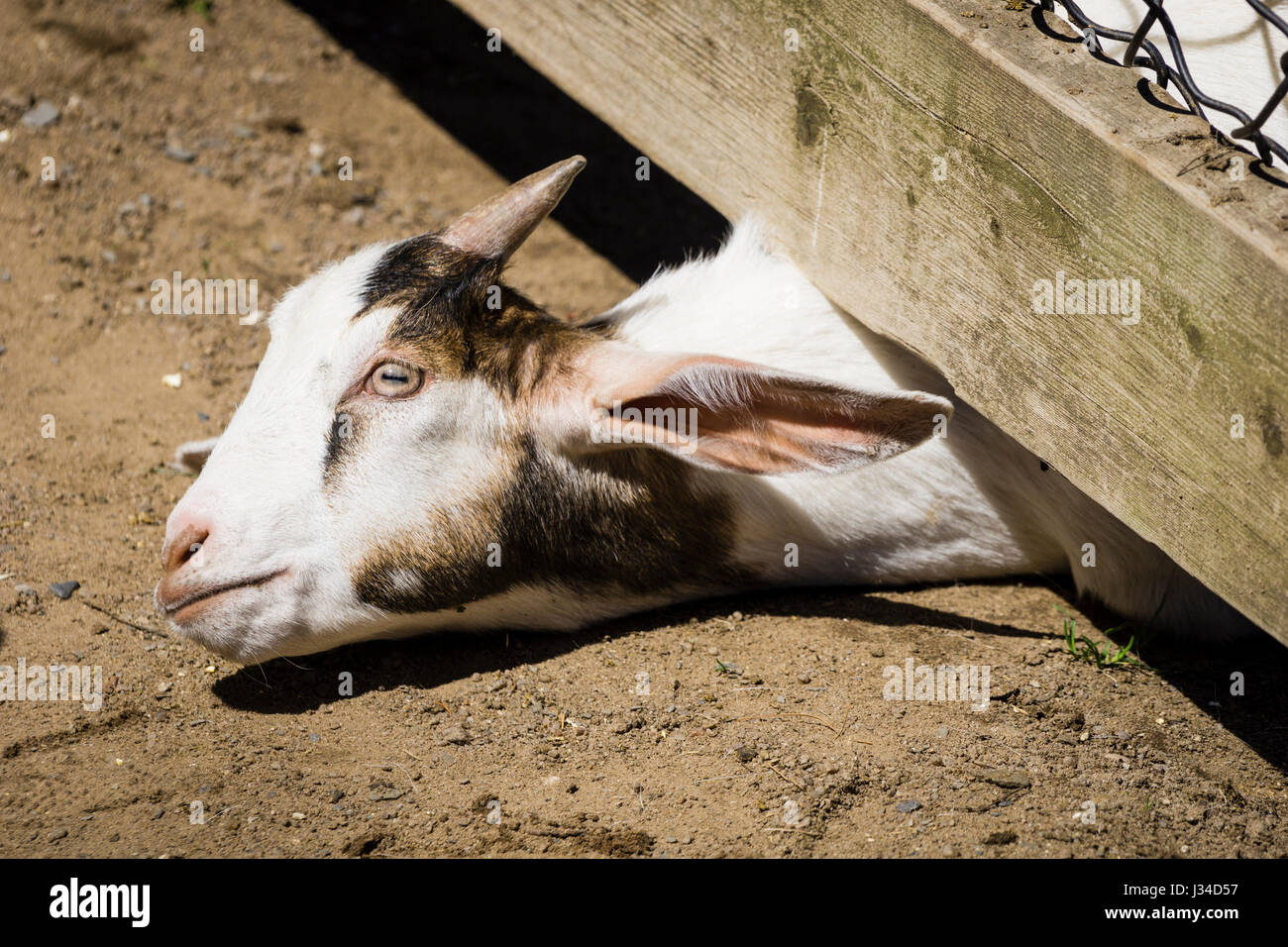 A young goat tries to sneak under the gate to its pen Stock Photo - Alamy