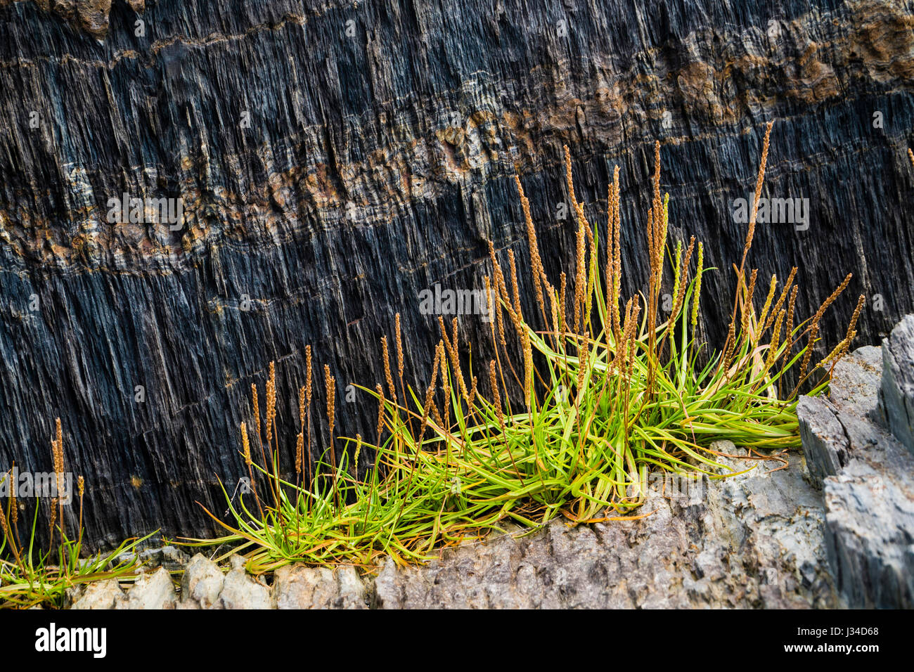 Grass Rock Crack High Resolution Stock Photography and Images - Alamy