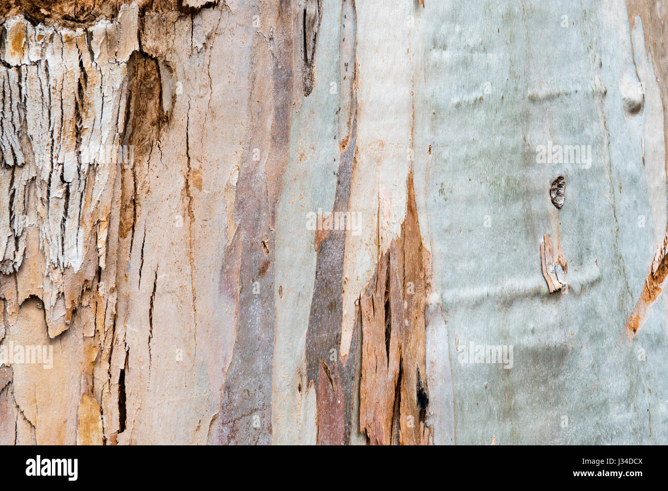 The colorful bark of a eucalyptus tree in Monterey, CA, USA Stock Photo ...