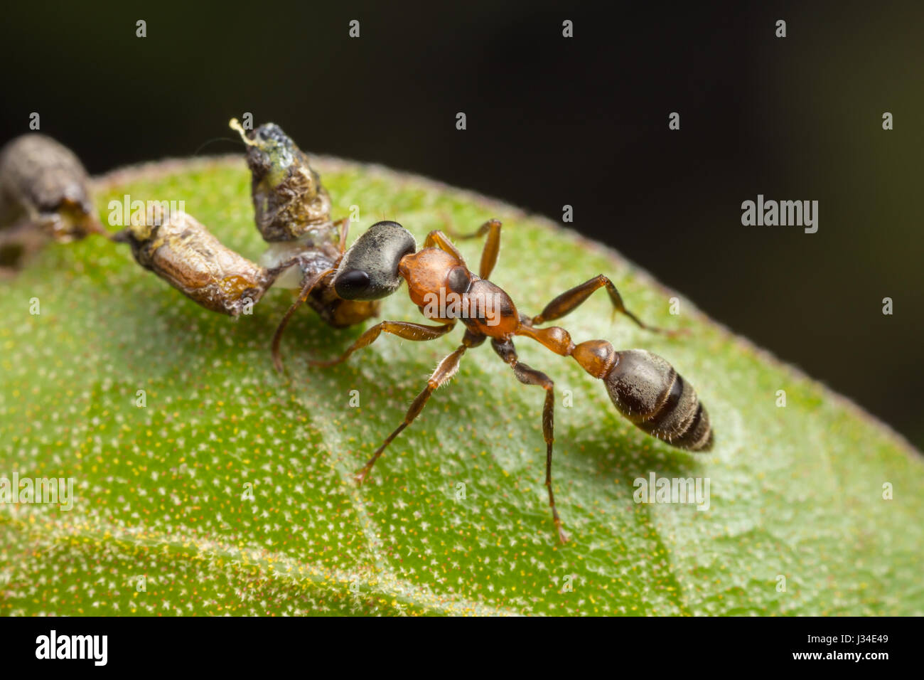 A Graceful Twig Ant (Pseudomyrmex gracilis) holds on to its caught ...