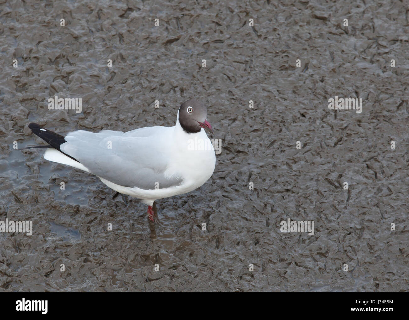 sea gull birds ,brown headed gull in breeding plumage form standing on ...