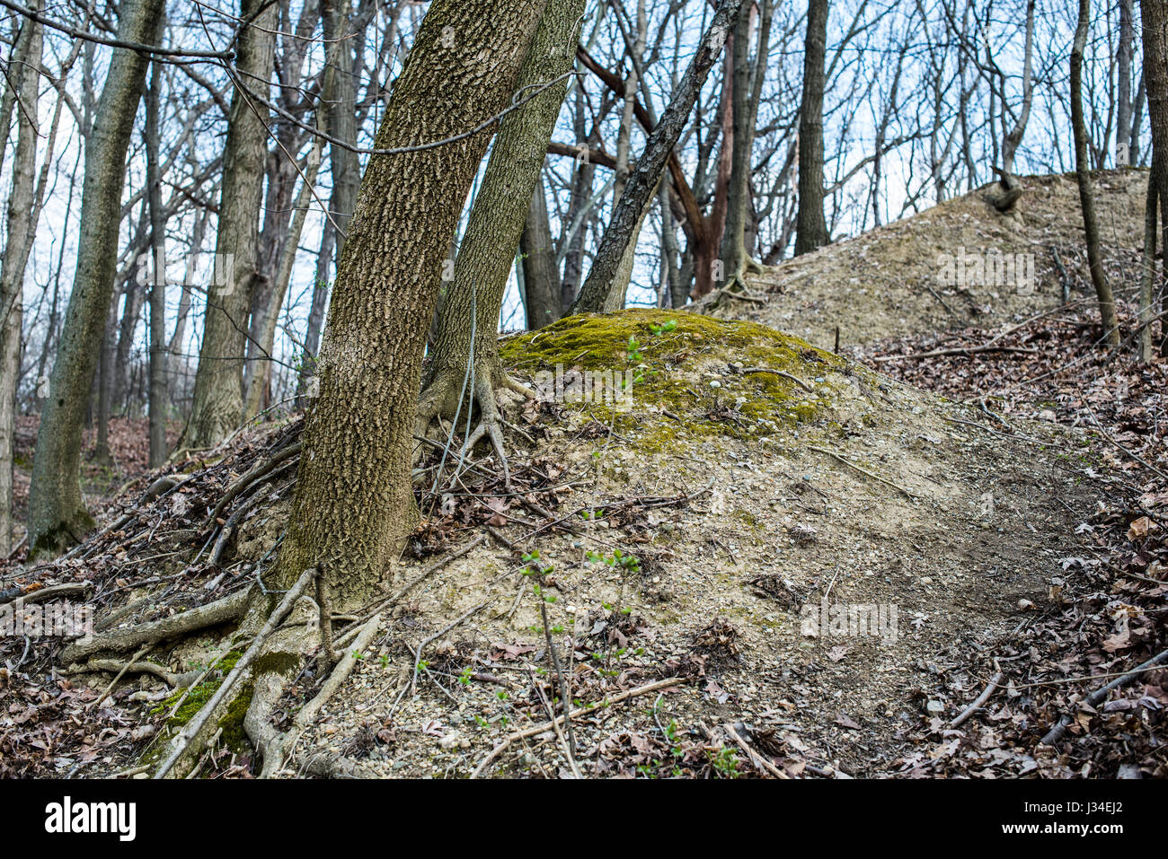 Worn paths woods hi-res stock photography and images - Alamy