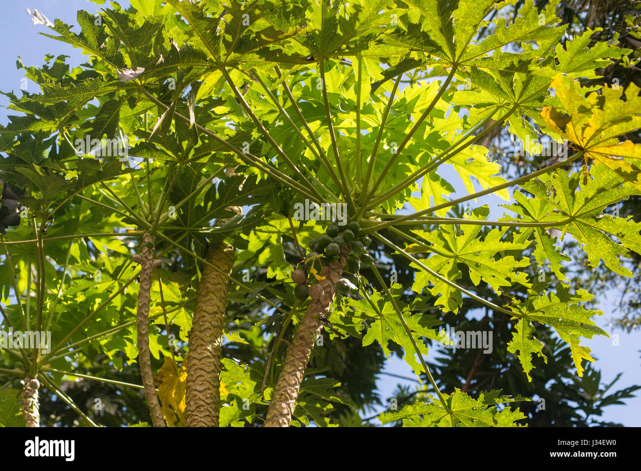 papaya growing in wild Stock Photo - Alamy