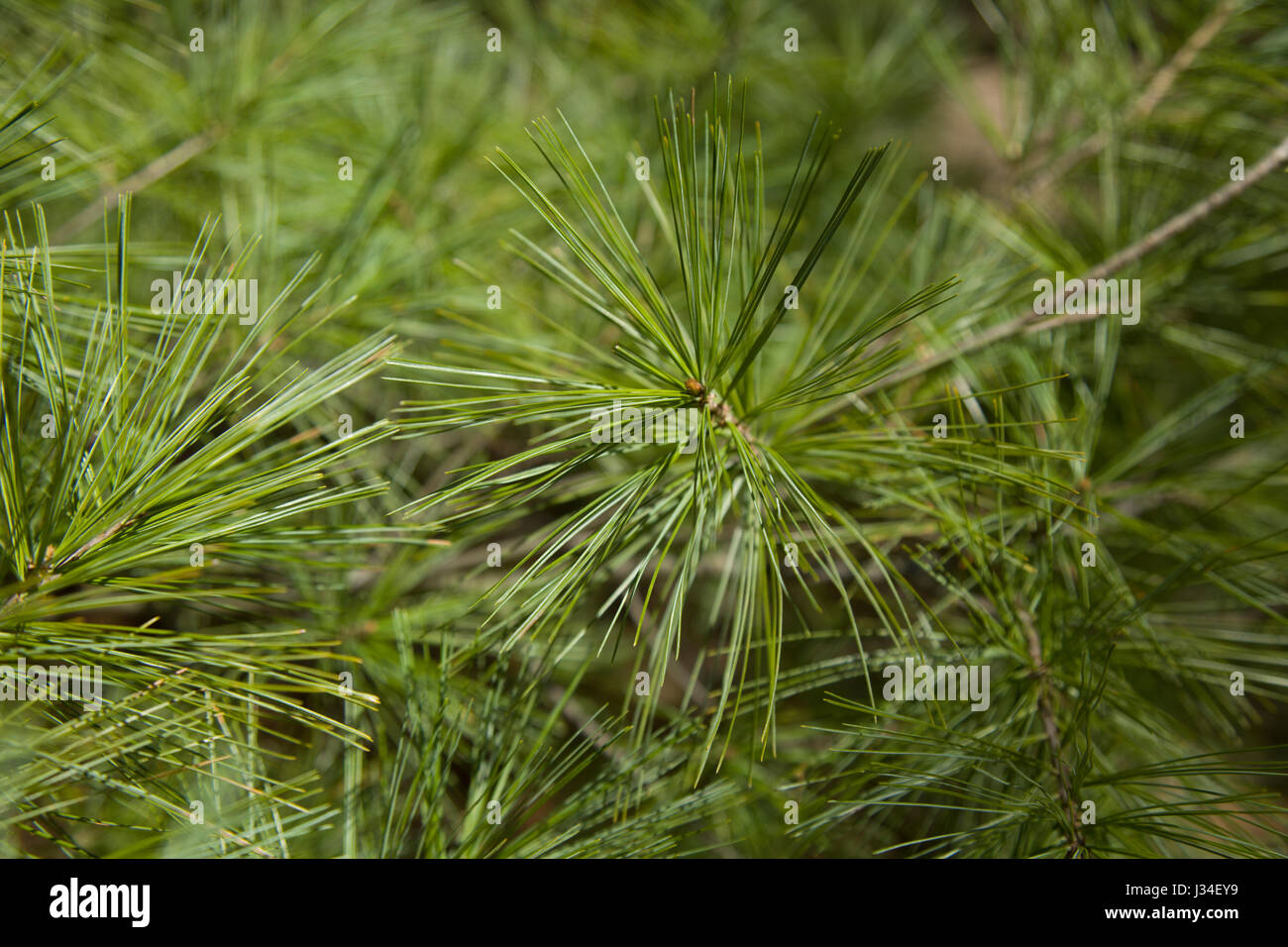 Spring green prickly pine branch hi-res stock photography and images ...