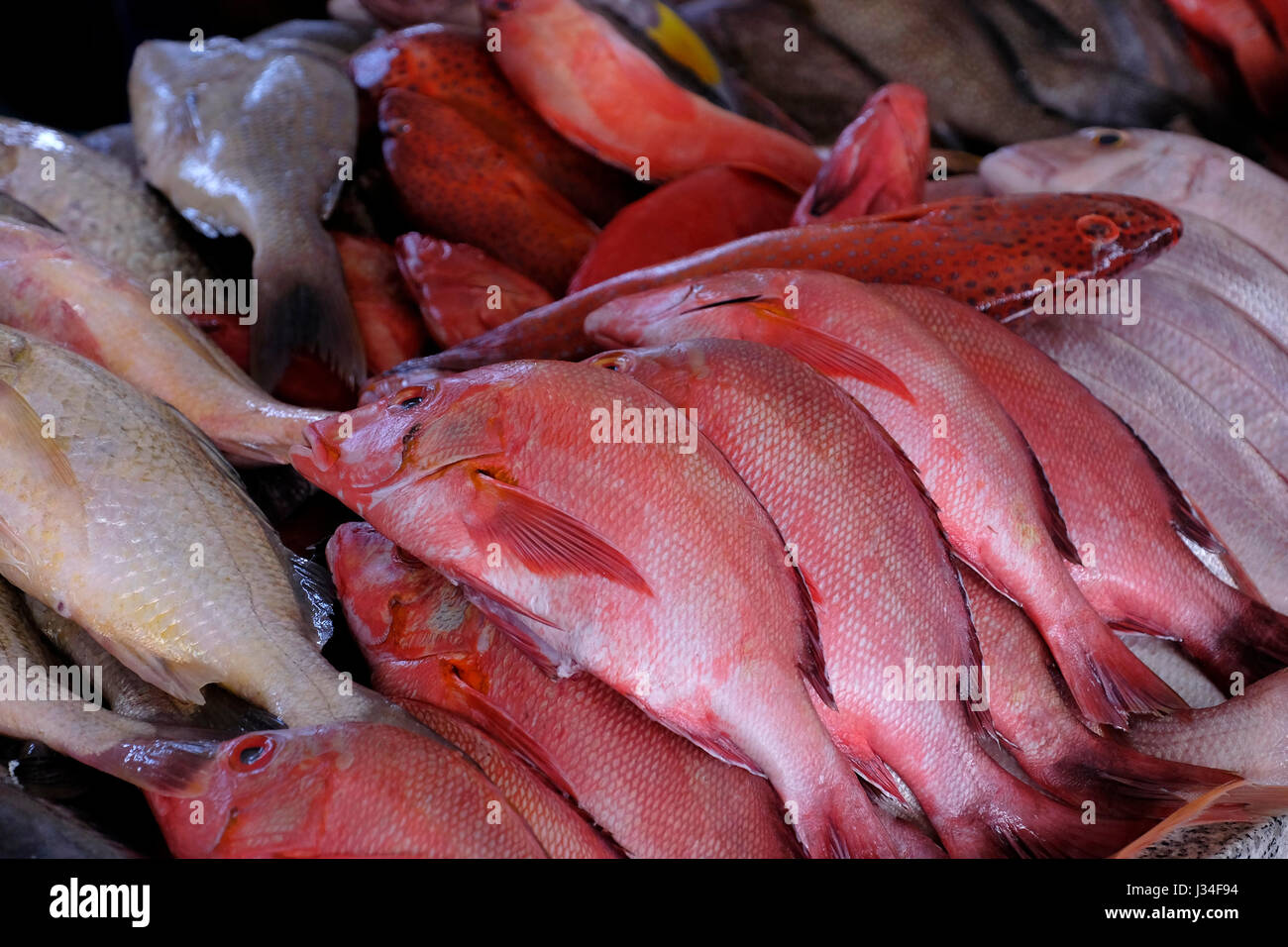 Fresh fish for sale at the Fish Market of Maputo, the capital city of ...