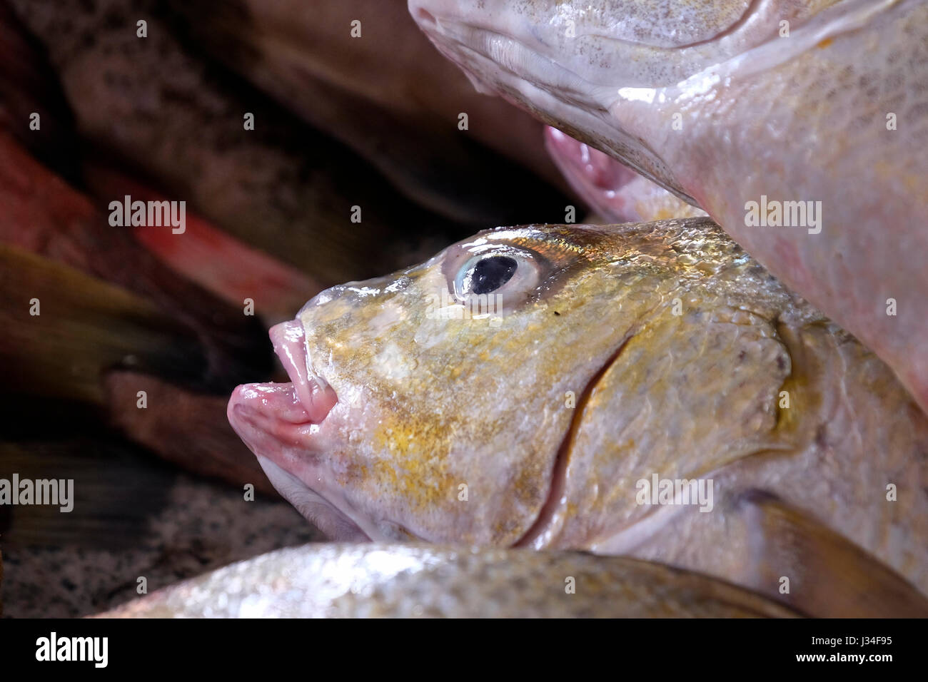 Mozambique maputo fish market hi-res stock photography and images - Alamy
