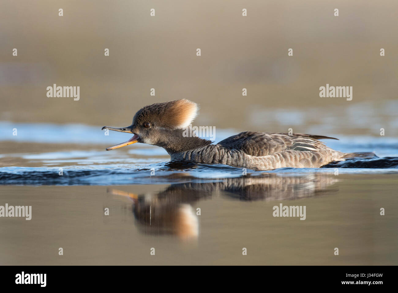 Hooded Mergansers in the spring in Minnesota Stock Photo - Alamy