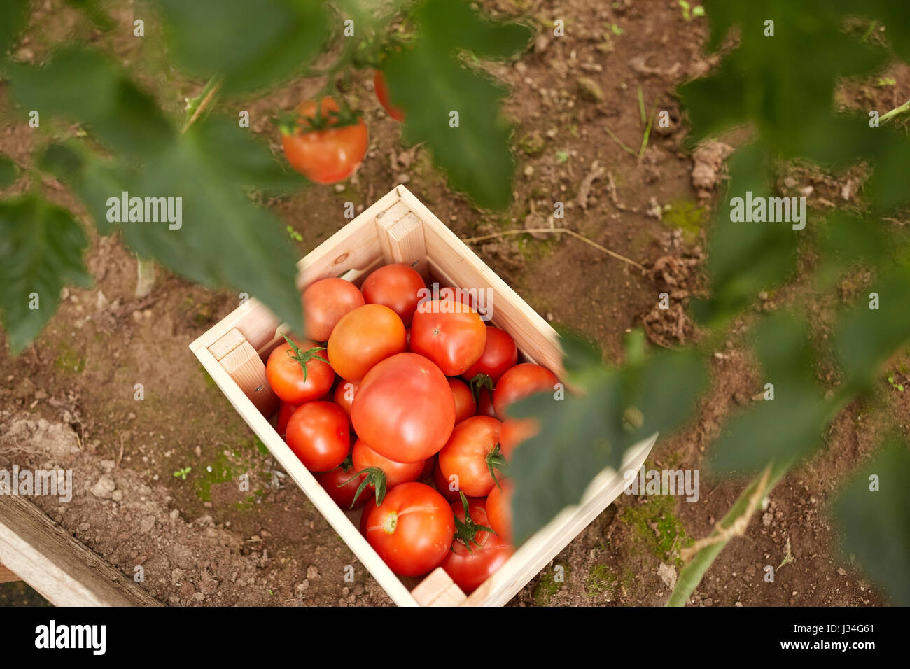 Tomatos in box hi-res stock photography and images - Alamy