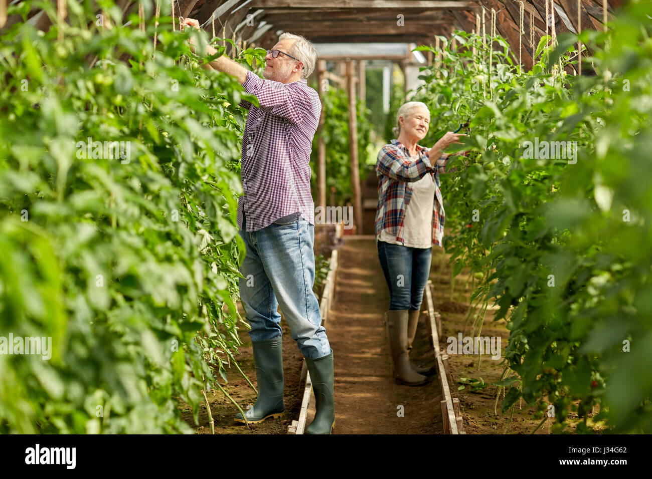 senior couple working at farm greenhouse Stock Photo - Alamy