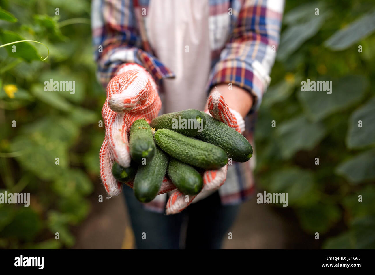 Female farmer harvesting cucumbers hi-res stock photography and images ...