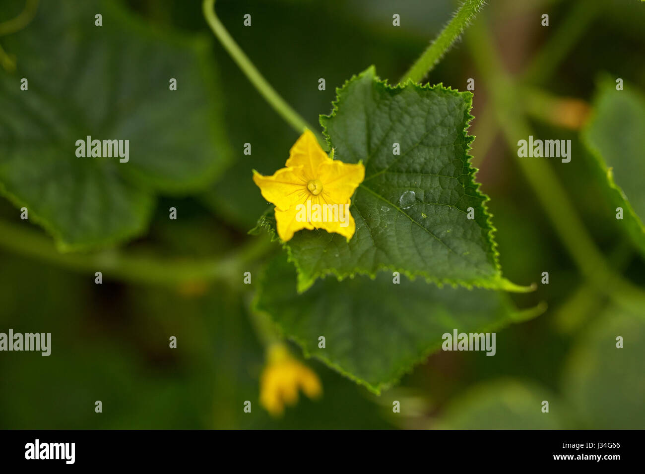 cucumber plant with flower at garden Stock Photo - Alamy
