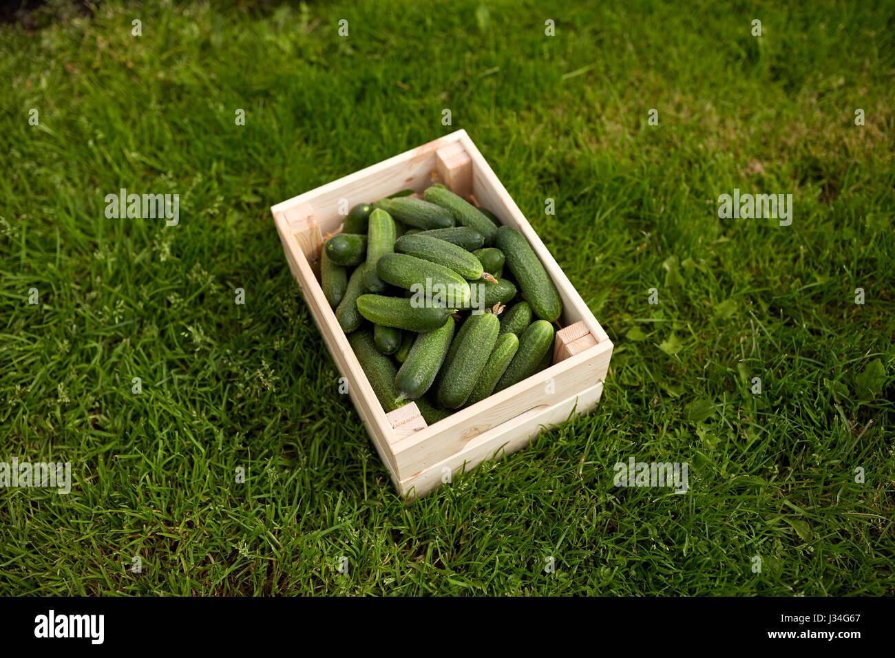 cucumbers in wooden box at summer garden Stock Photo - Alamy