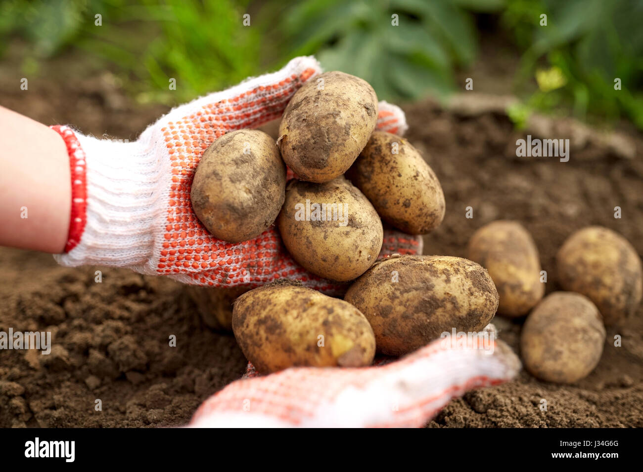 farmer with potatoes at farm garden Stock Photo - Alamy
