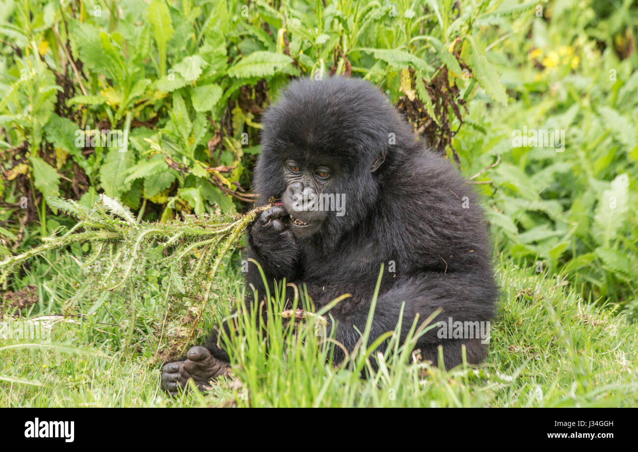 Critically endangered young mountain gorilla (Gorilla beringei beringei ...
