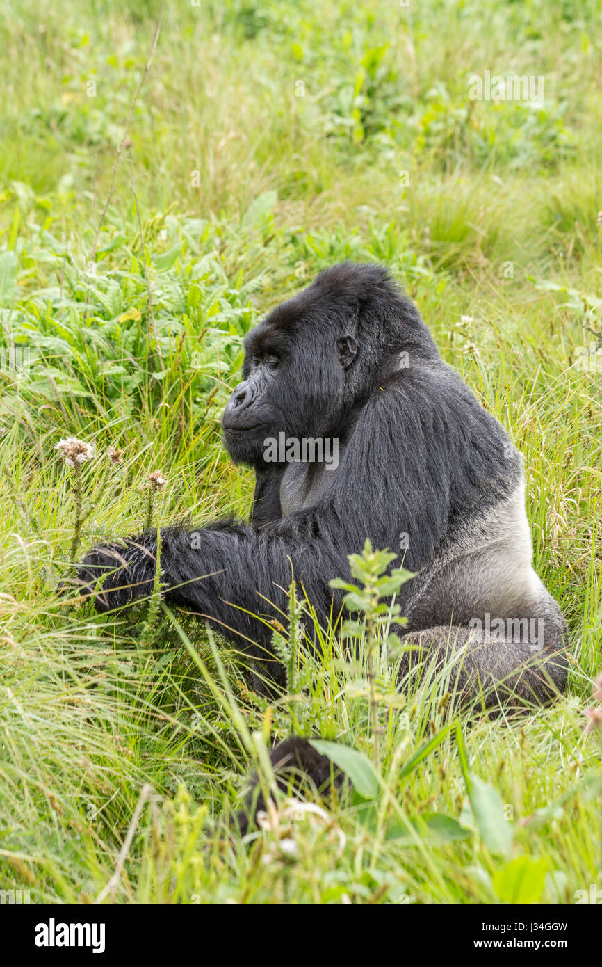 Critically endangered mountain gorilla (Gorilla beringei beringei ...