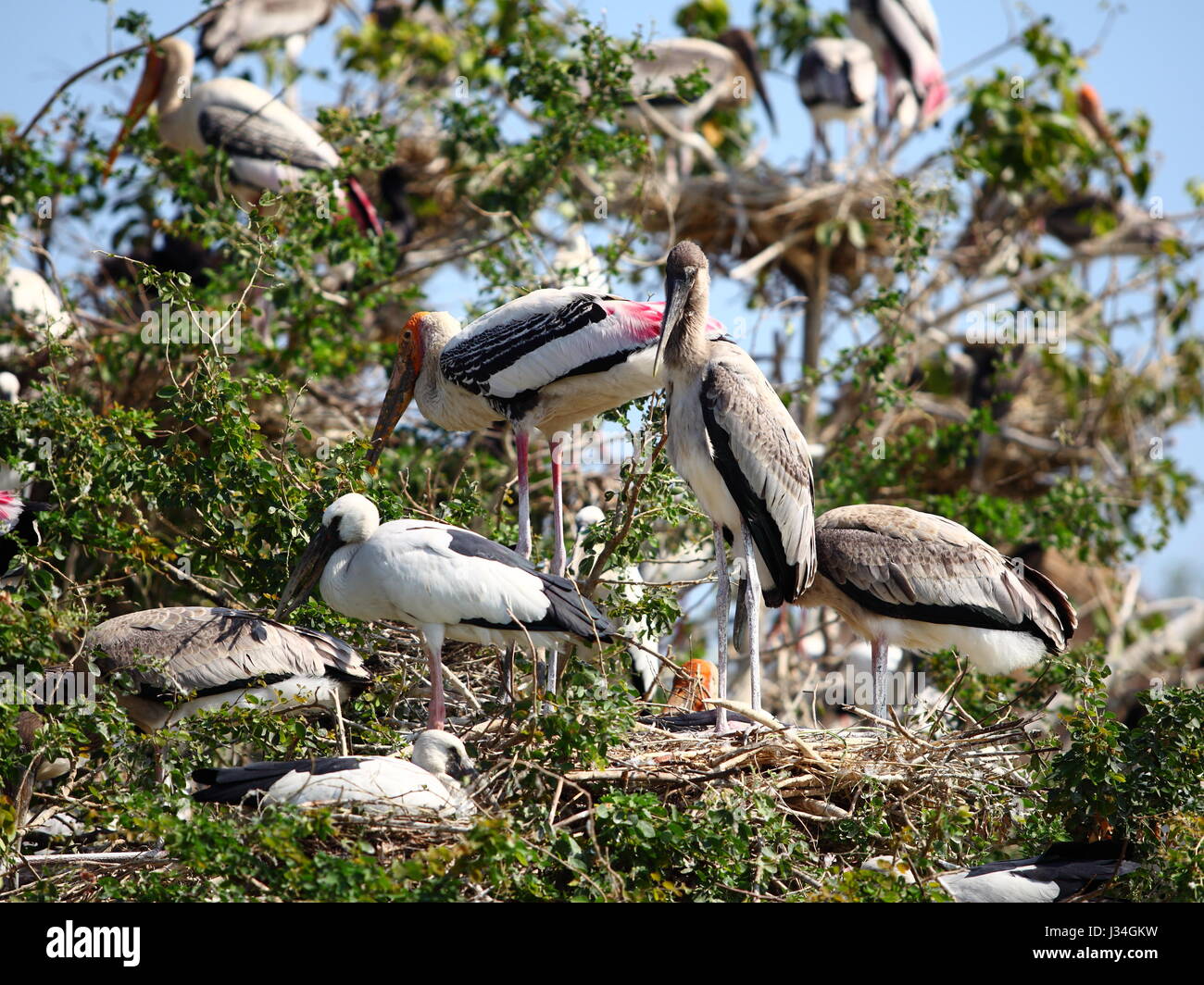 Flocks of painted stork hi-res stock photography and images - Alamy