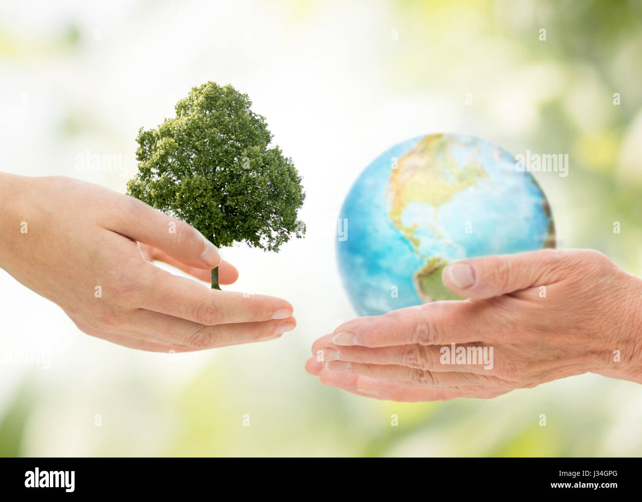 hands holding green oak tree and earth planet Stock Photo - Alamy