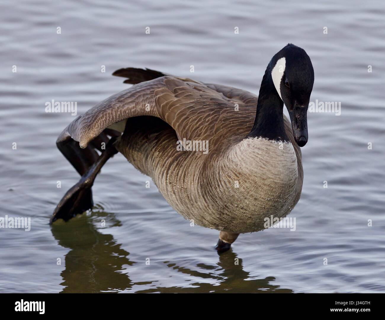 Beautiful background with a cute Canada goose Stock Photo - Alamy