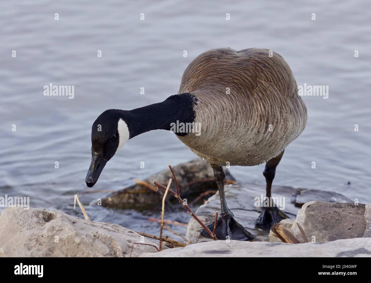 Beautiful background with a cute Canada goose Stock Photo - Alamy