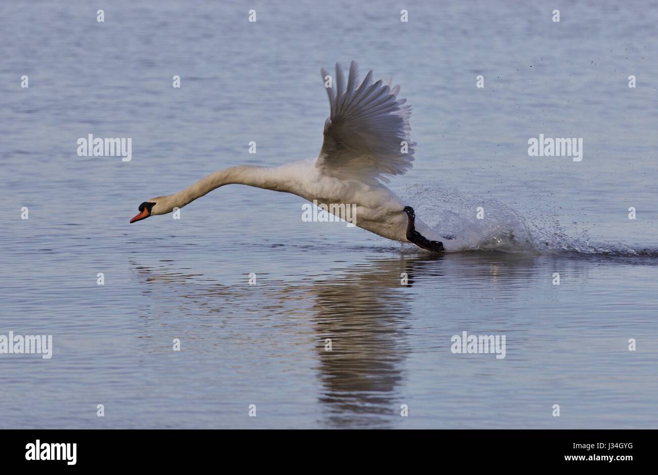 Beautiful background with a powerful swan's take off Stock Photo - Alamy