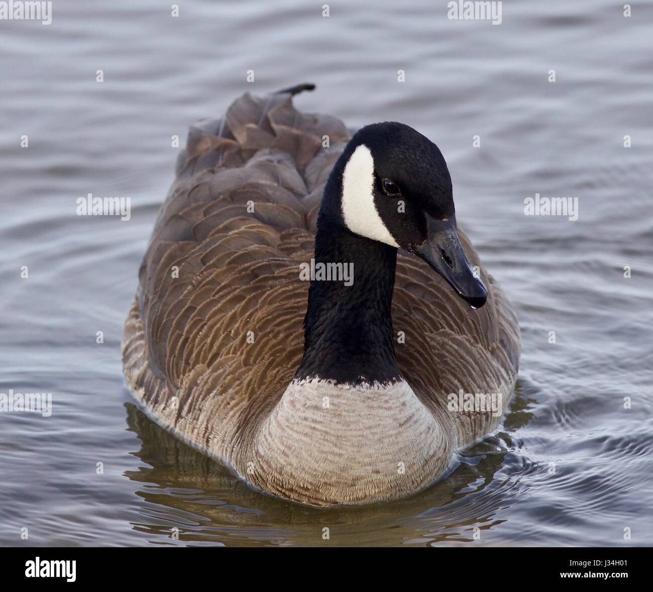 Beautiful background with a cute Canada goose Stock Photo - Alamy