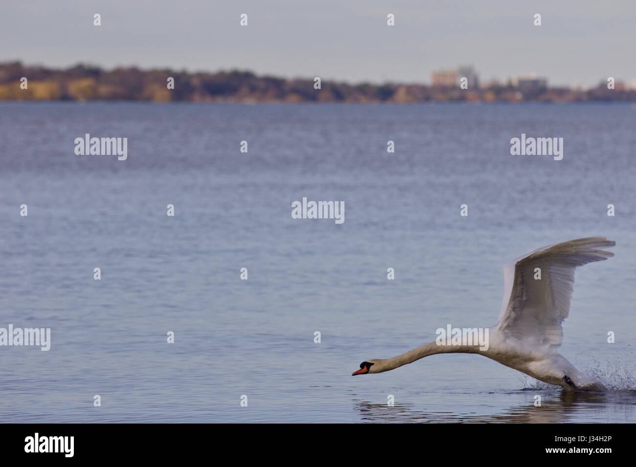 Beautiful background with a powerful swan's take off Stock Photo - Alamy