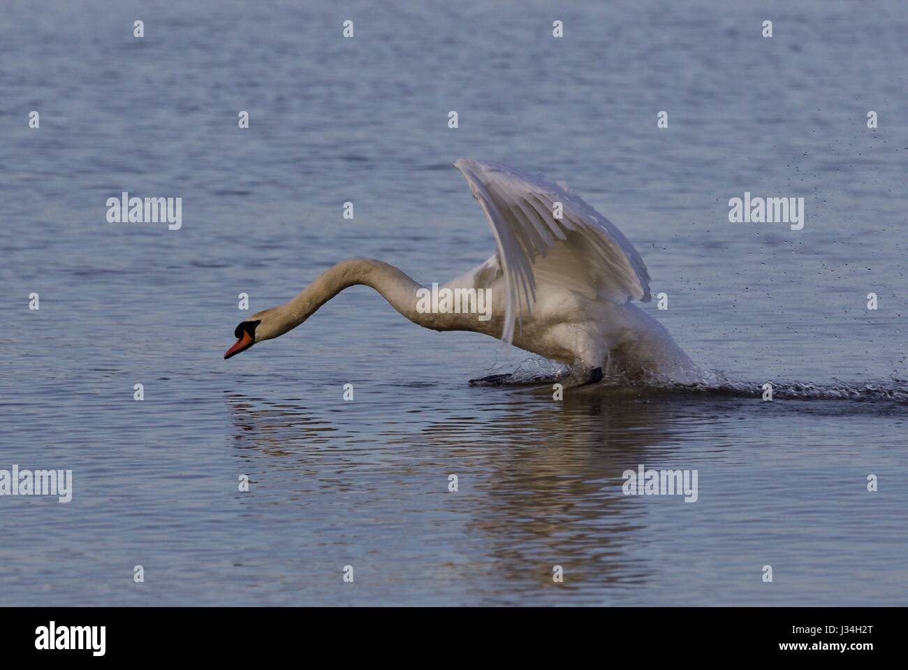Beautiful background with a powerful swan's take off Stock Photo - Alamy