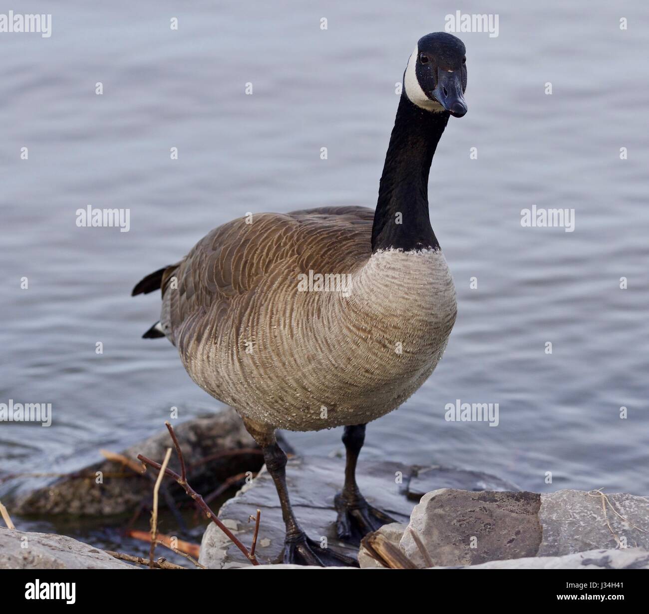 Beautiful background with a cute Canada goose Stock Photo - Alamy