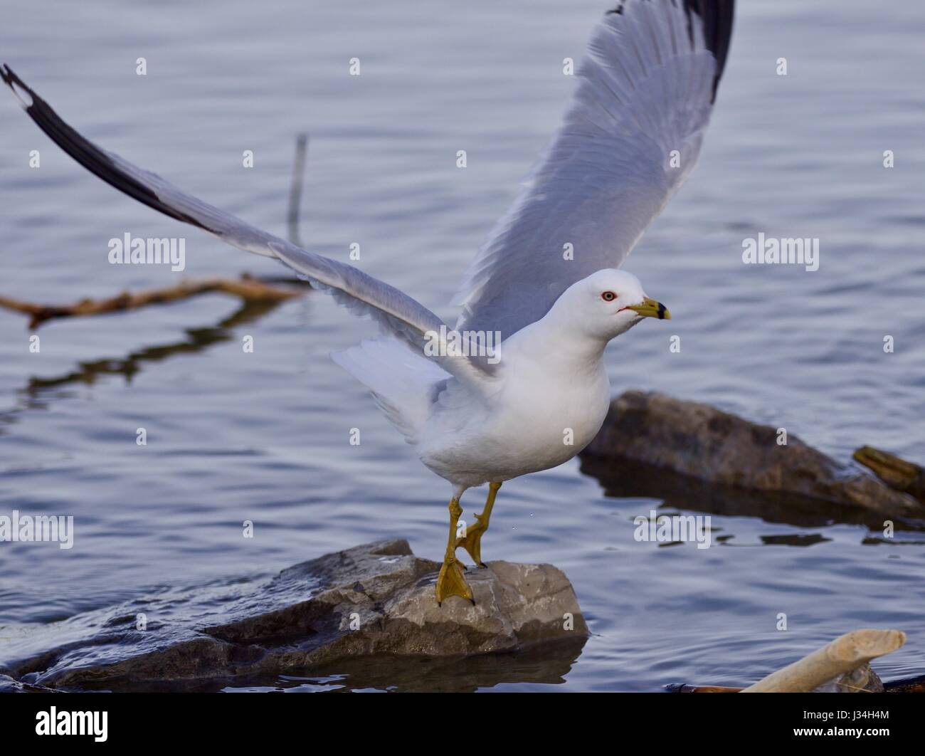 Beautiful isolated picture with a gull taking off from the shore Stock ...