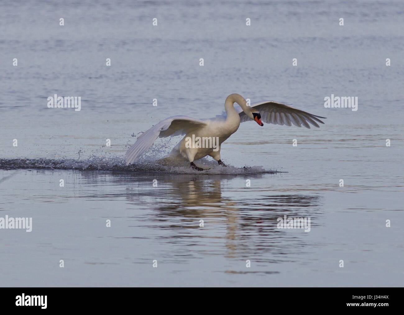 Beautiful background with a powerful swan's landing Stock Photo - Alamy