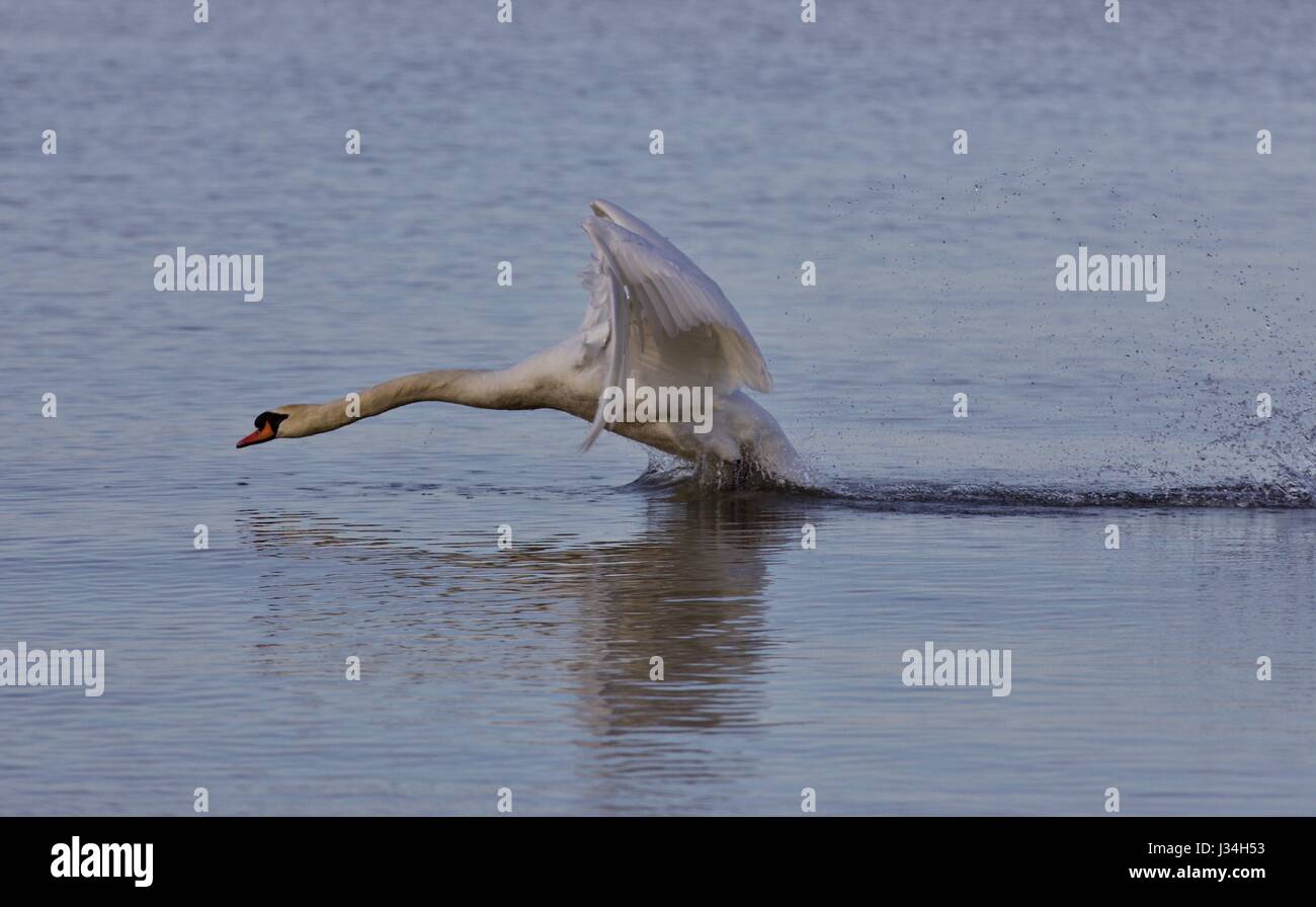 Beautiful background with a powerful swan's take off Stock Photo - Alamy