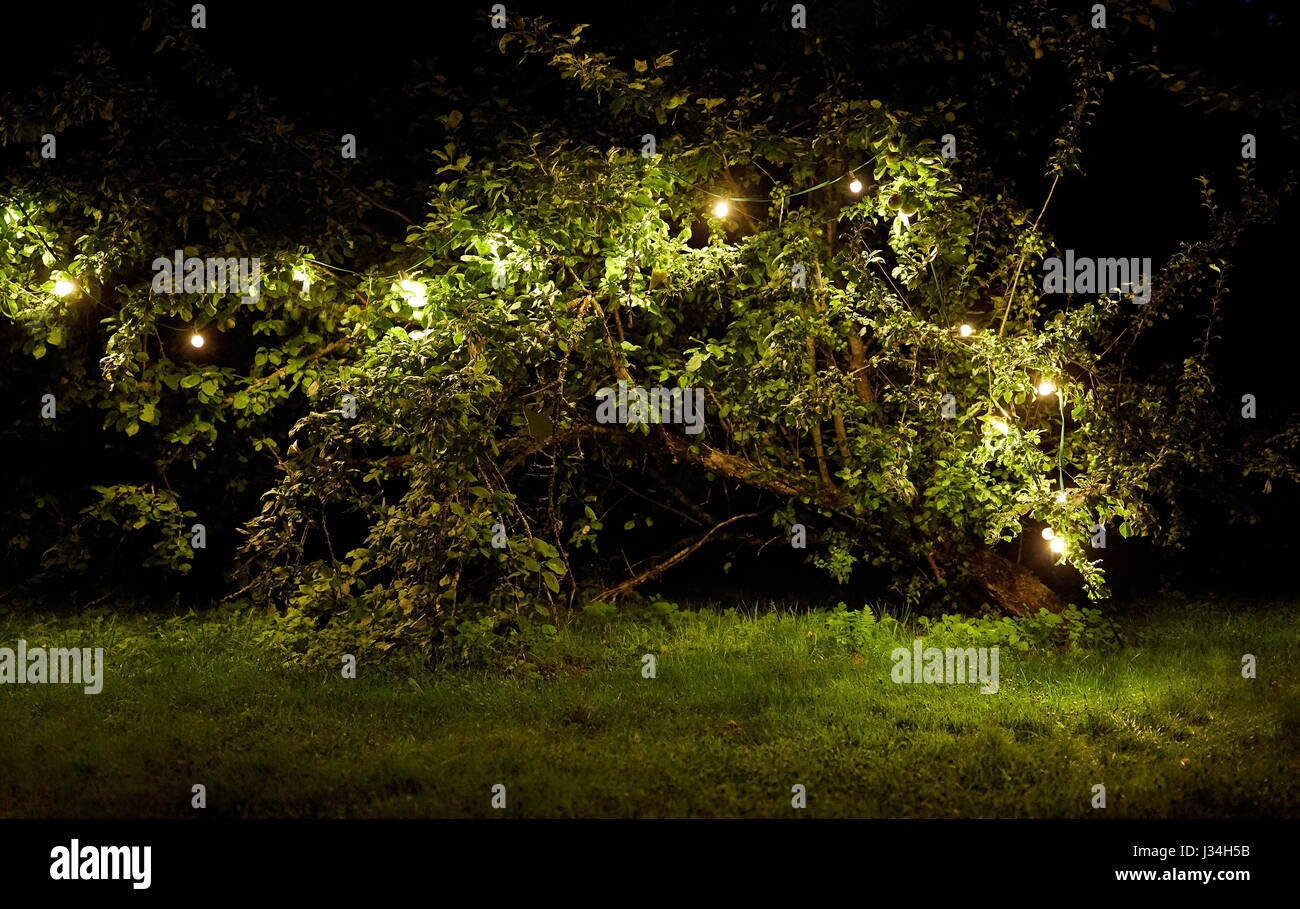 Party lights tree outdoors hi-res stock photography and images - Alamy