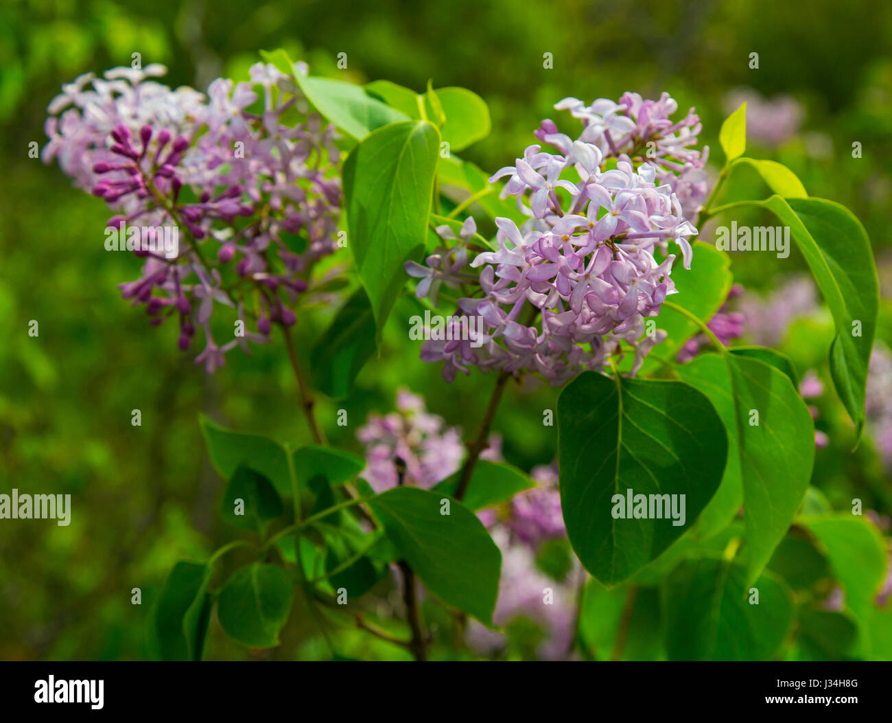 Beautiful Lilac flowers closeup Stock Photo - Alamy