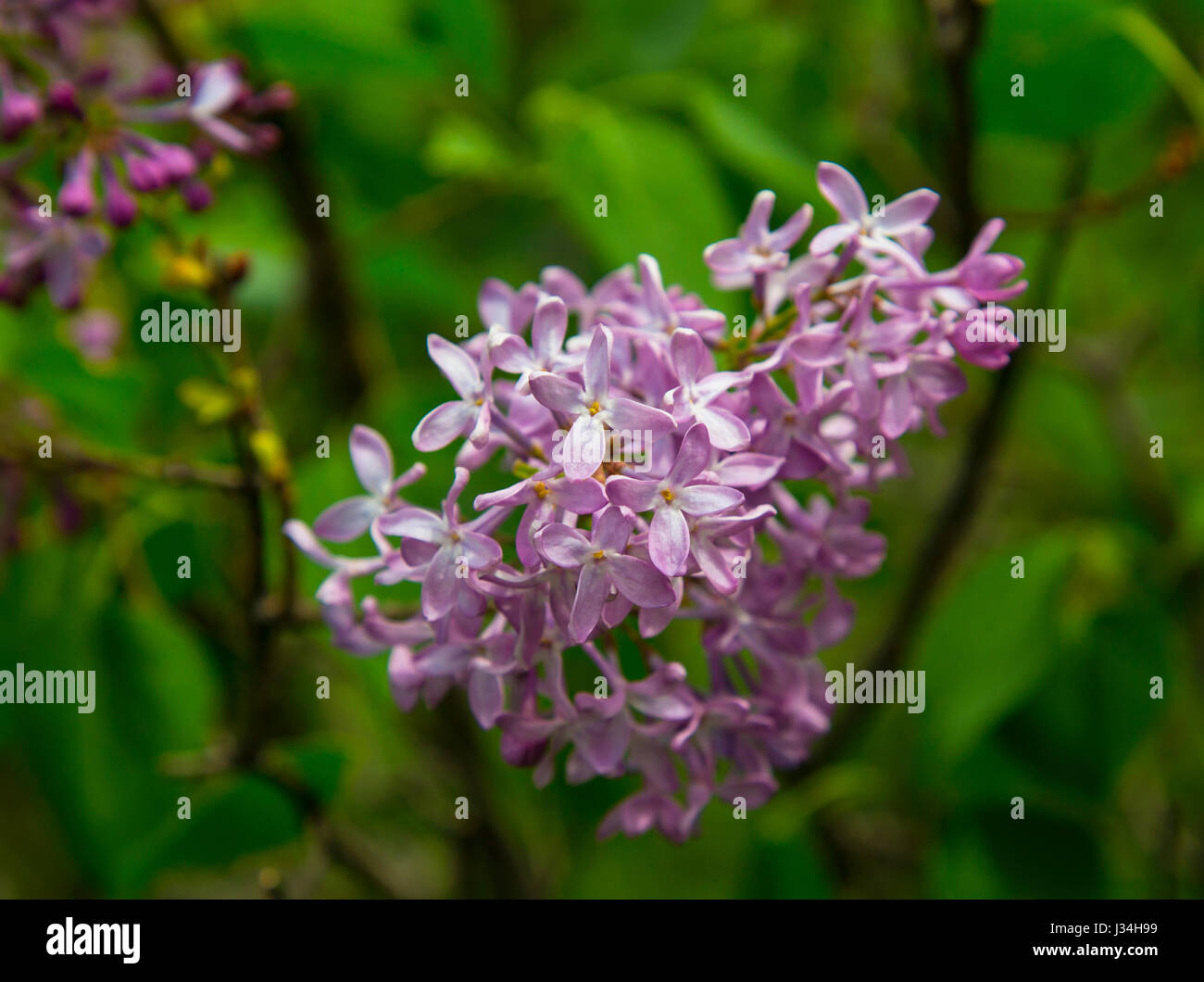 Beautiful Lilac flowers closeup Stock Photo - Alamy