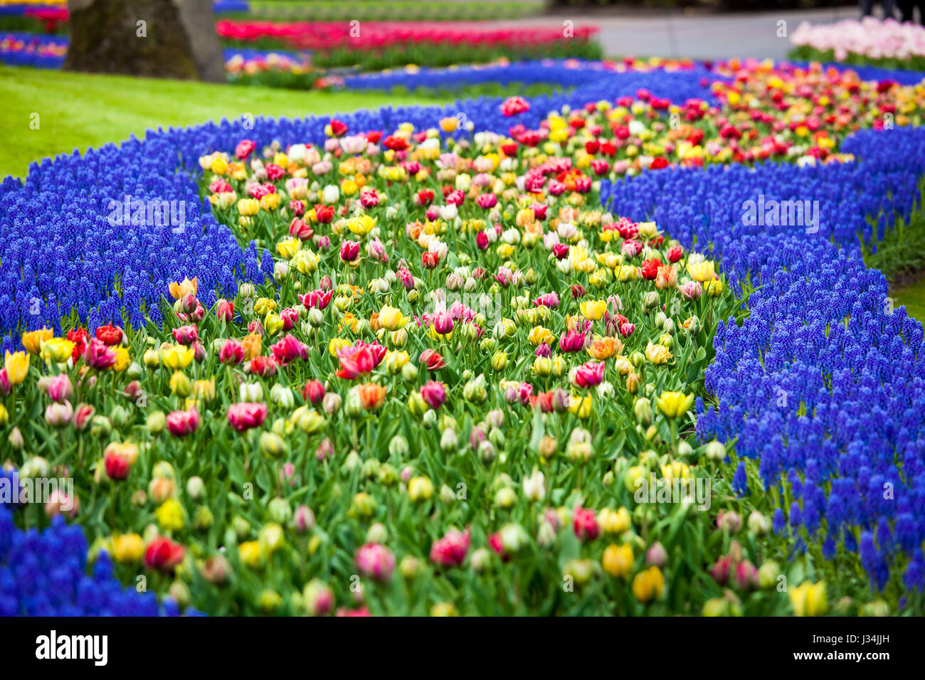 Flowers field background Stock Photo - Alamy