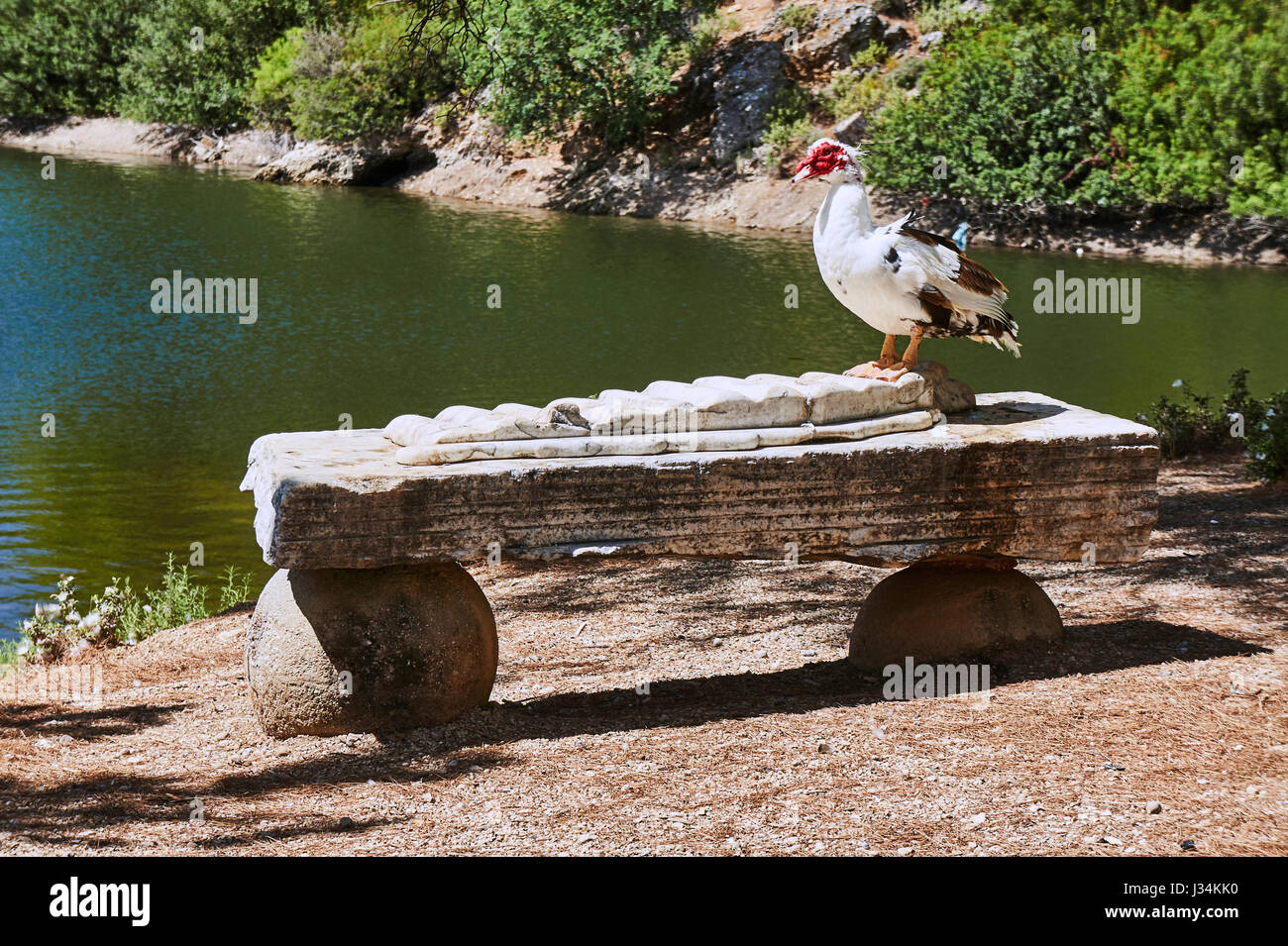 White-winged duck on a stone bench by the pond on the island of Rhodes ...