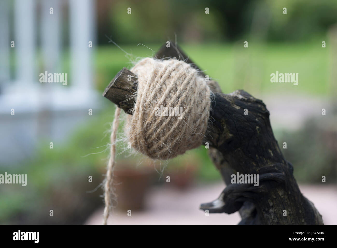 A ball of gardening string in the garden, Chipping, Preston, Lancashire ...