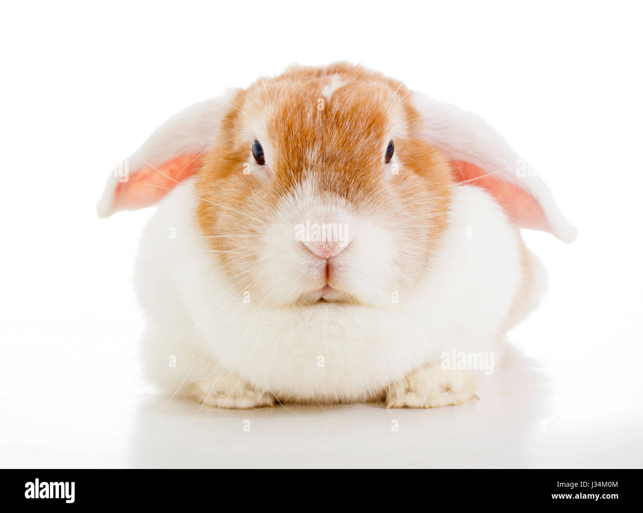 Rabbit Lop Ears High Resolution Stock Photography and Images - Alamy