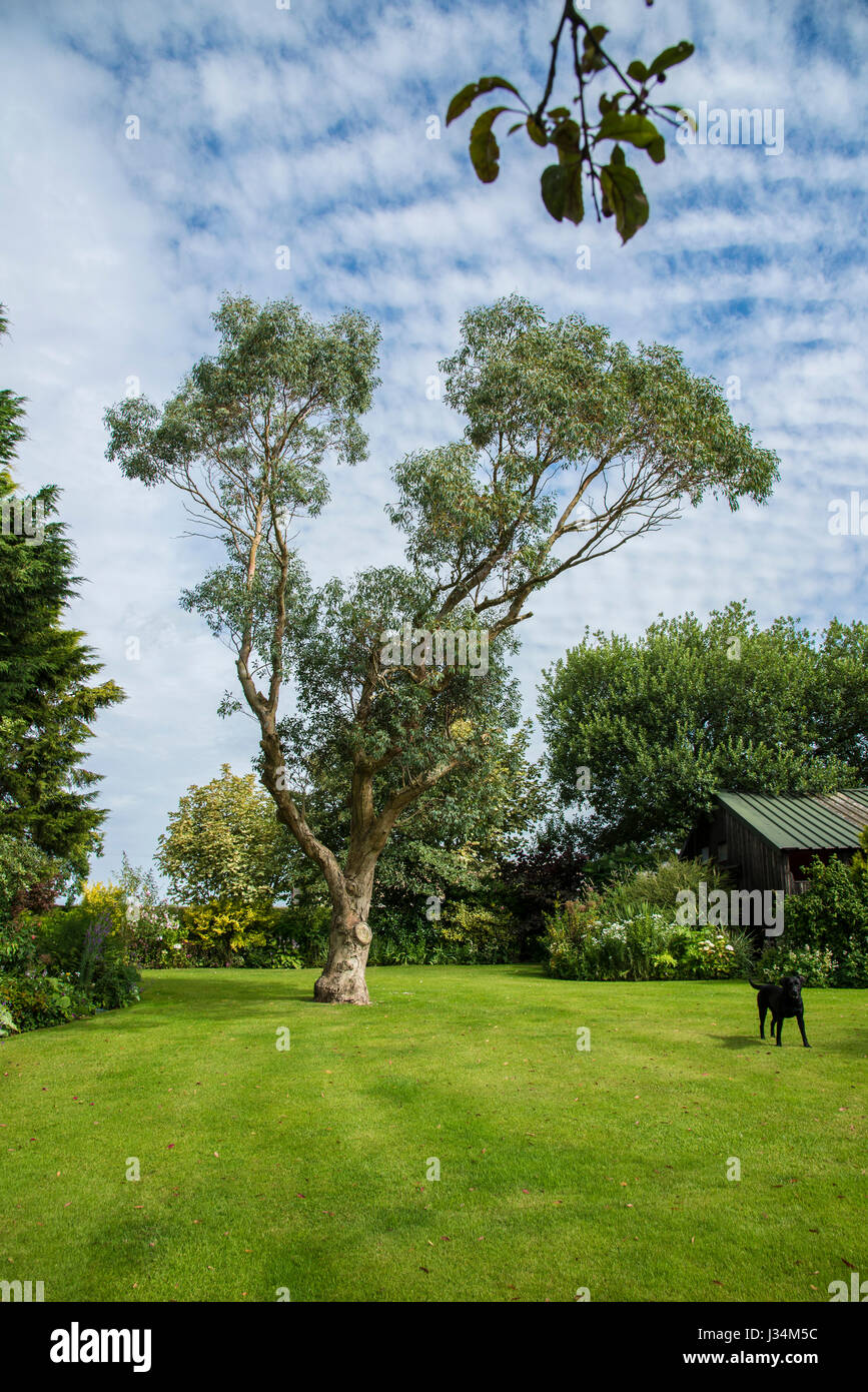 Eucalyptus tree garden hi-res stock photography and images - Alamy