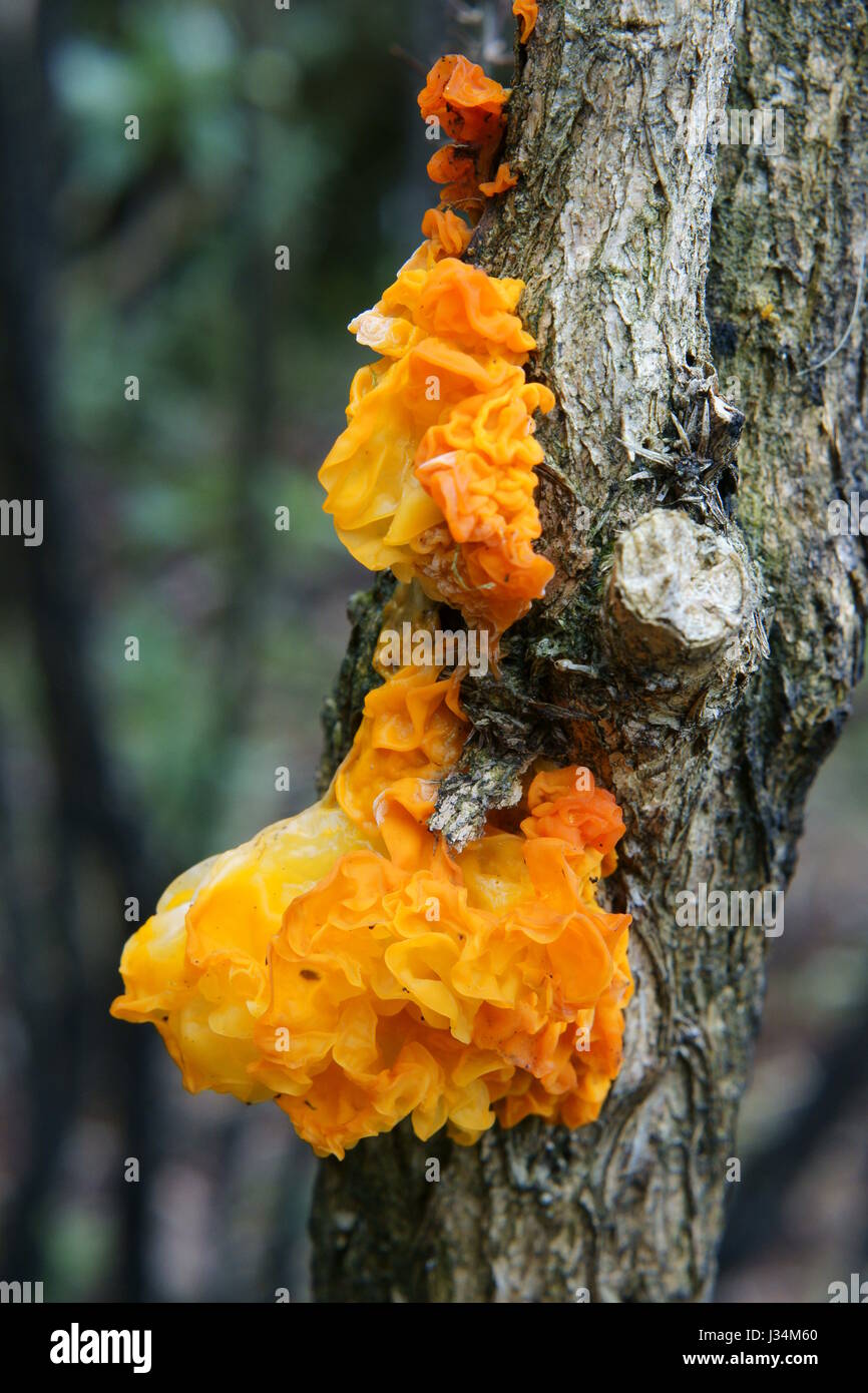 Tremella High Resolution Stock Photography and Images - Alamy