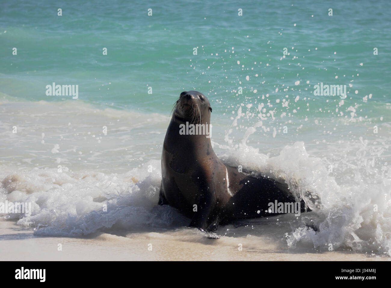 Galapagos Sea Lion sitting on the beach, Gardner Bay, Espanola ...