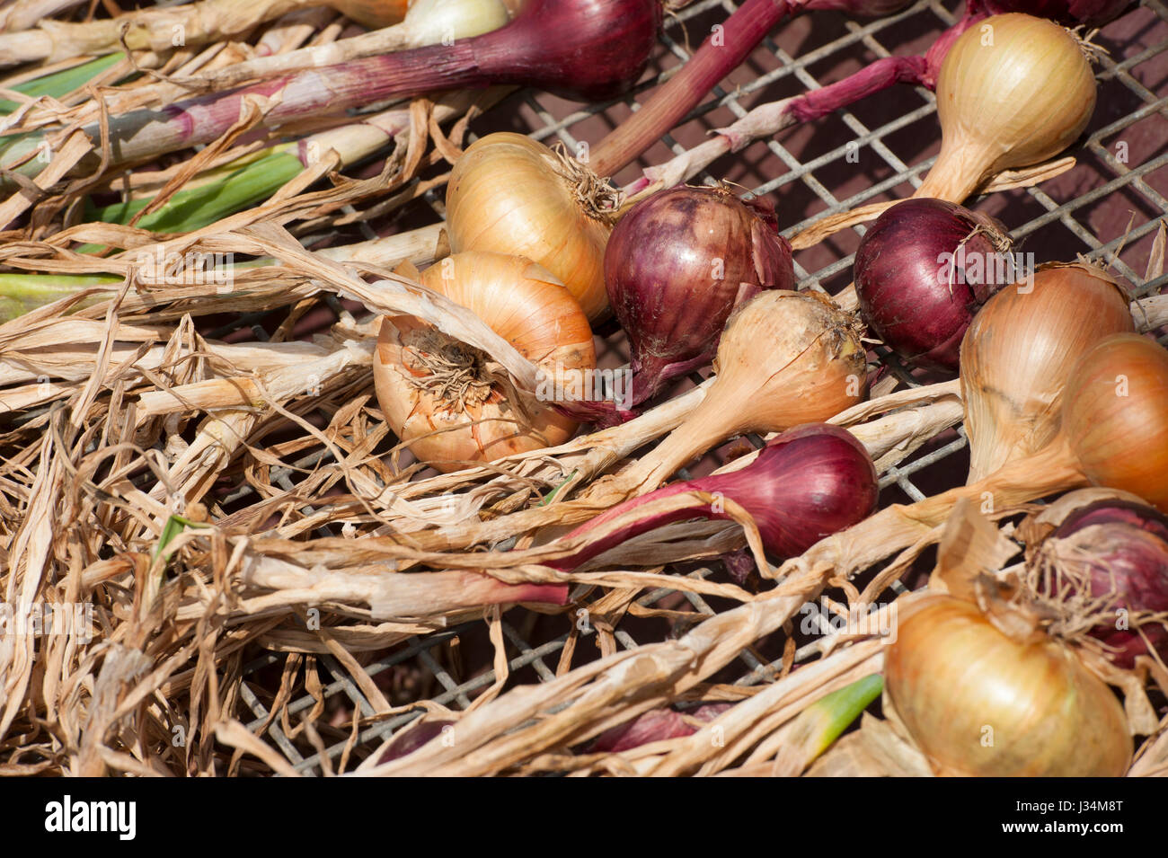 Onions drying on a metal grid, Shropshire Stock Photo - Alamy