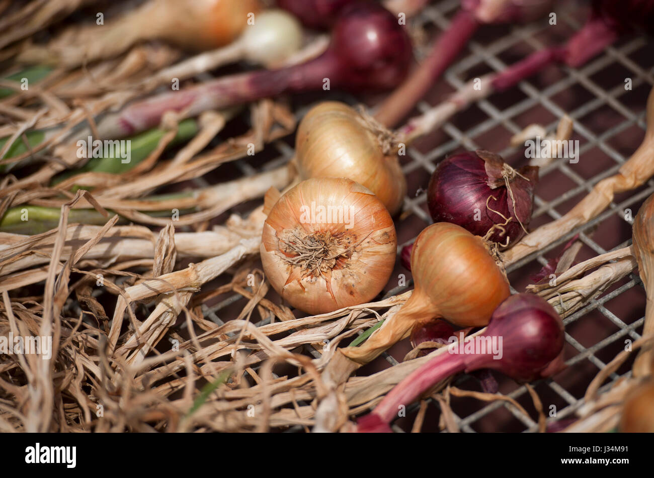 Onions drying on a metal grid, Shropshire Stock Photo - Alamy